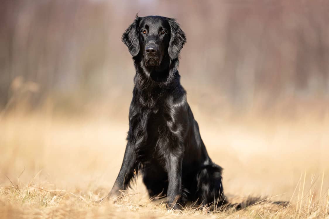 Flat Coated Retriever – Temperament | Ernährung | Geschichte | Gesundheit