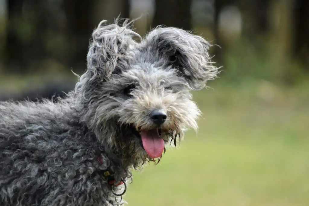 Pumi – Temperament | Ernährung | Geschichte | Gesundheit