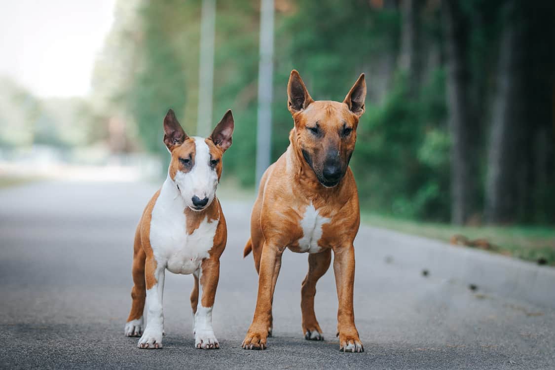 Bull Terrier – Temperament | Ernährung | Geschichte | Gesundheit