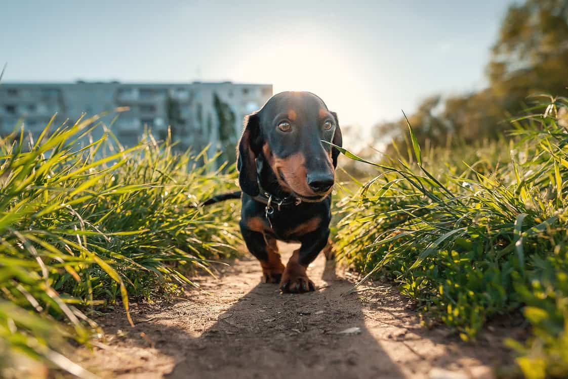 Dackel – Temperament | Ernährung | Geschichte | Gesundheit